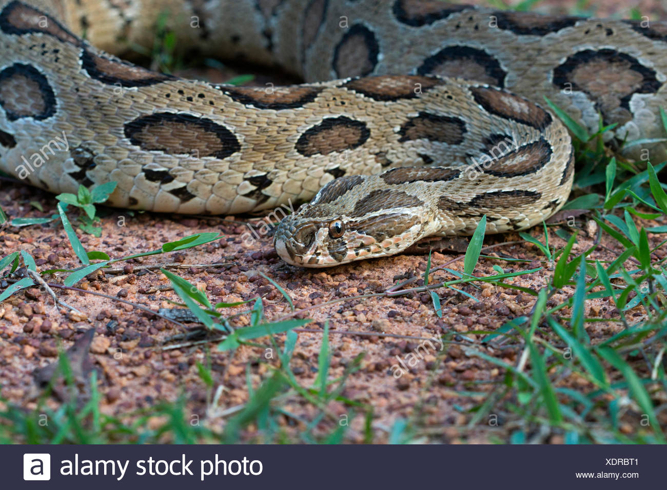 Daboia Russelli High Resolution Stock Photography and Images - Alamy