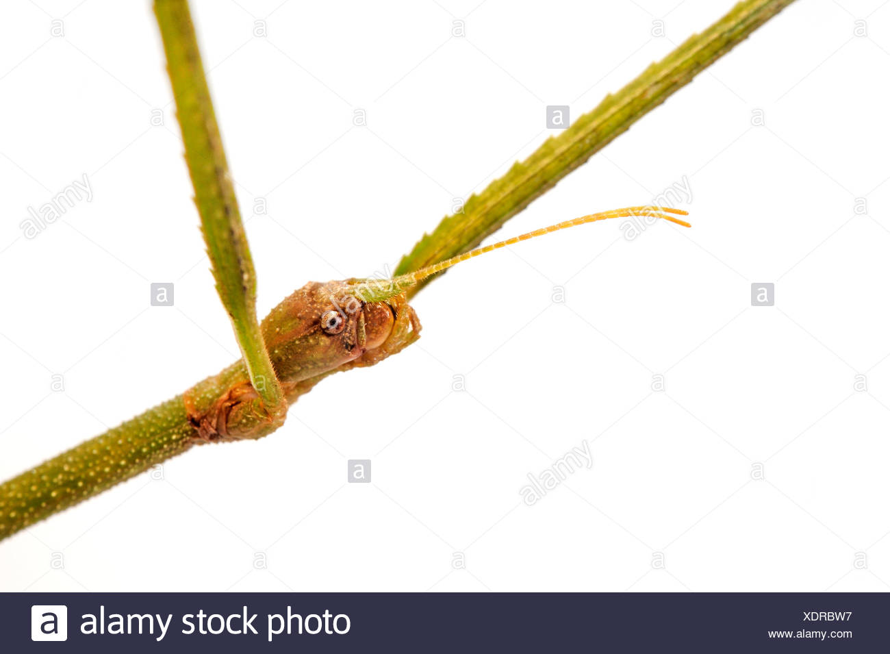 Vietnam Vietnamese Bug Insect High Resolution Stock Photography and ...