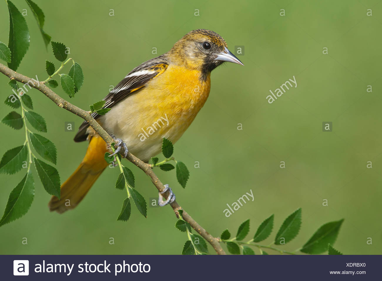 Baltimore Oriole Female High Resolution Stock Photography and Images ...