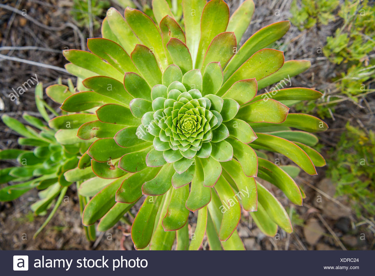 Plant Leaves Spiral High Resolution Stock Photography and Images - Alamy