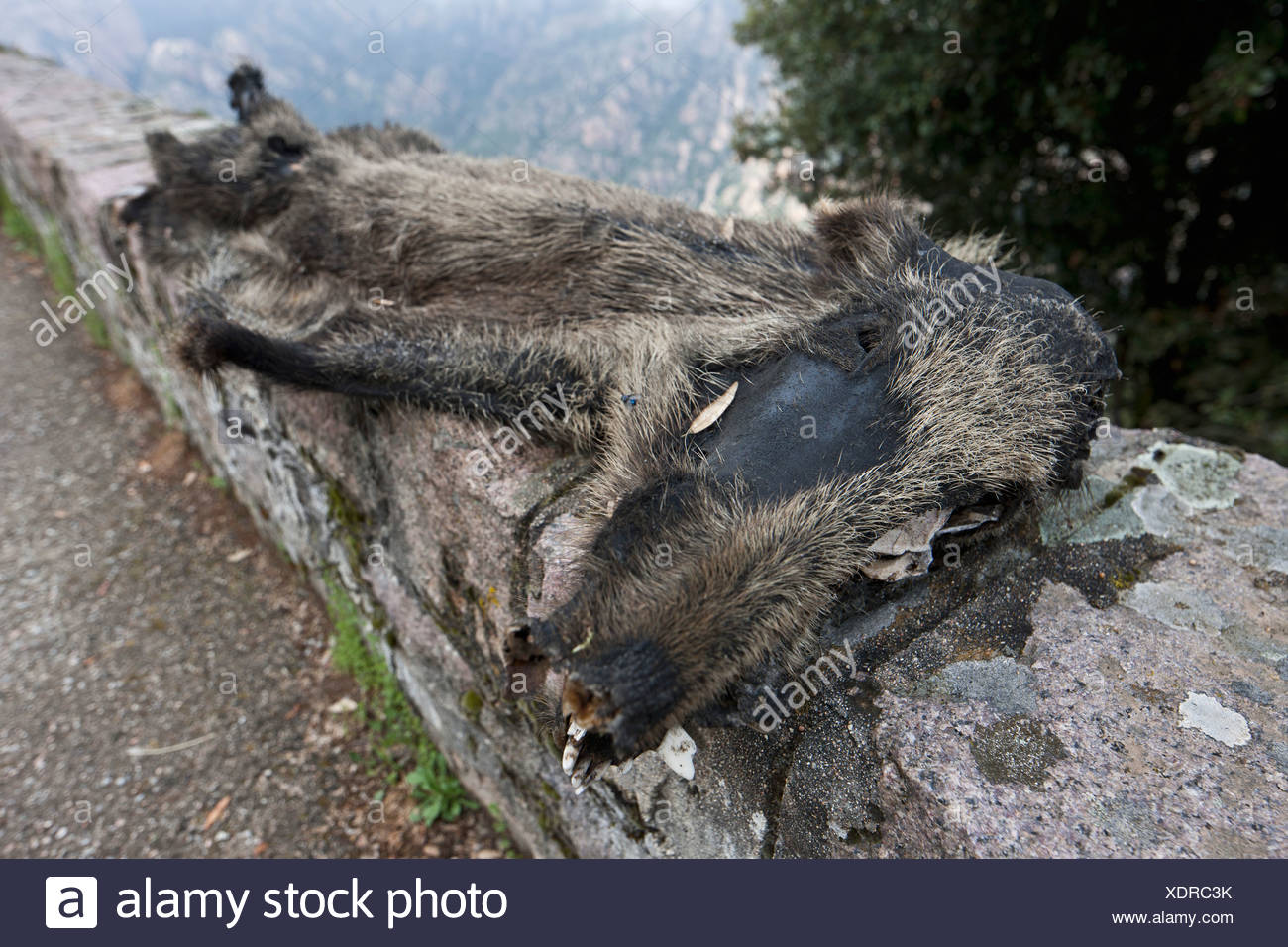 Lying Down Wild Boar Stock Photos & Lying Down Wild Boar Stock Images ...