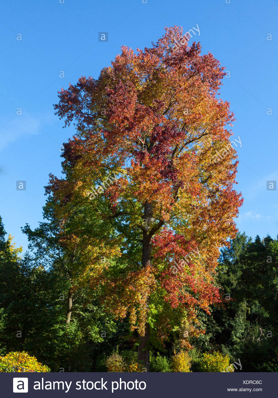 Liquidambar Styraciflua Tree High Resolution Stock Photography and ...