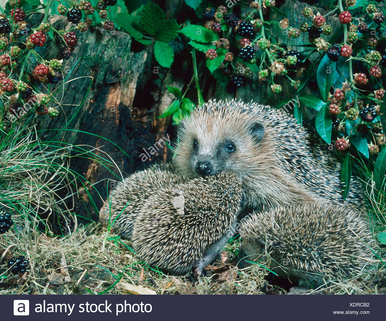 European Hedgehog Family Stock Photos & European Hedgehog Family Stock ...