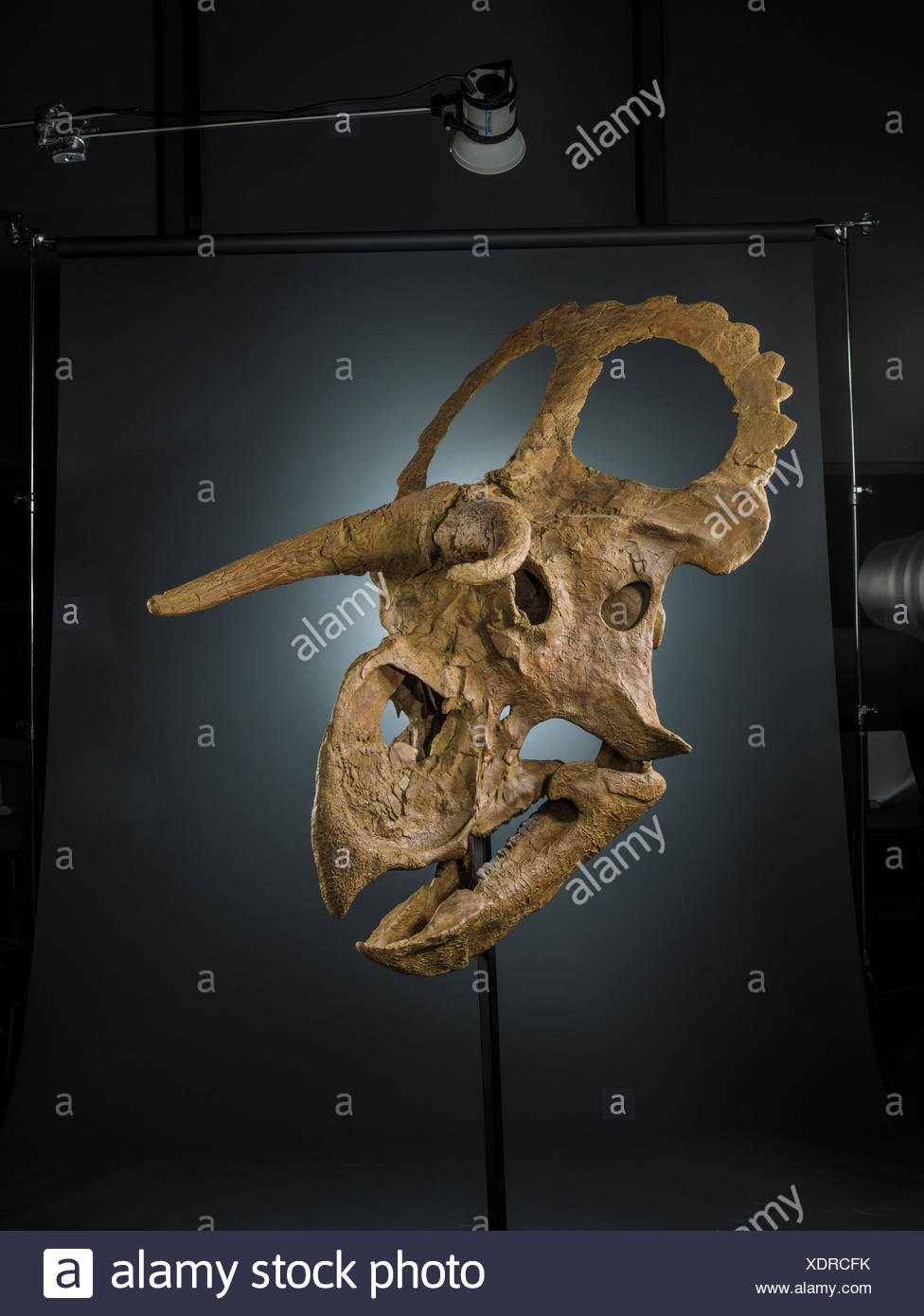 Cretaceous Period High Resolution Stock Photography and Images - Alamy