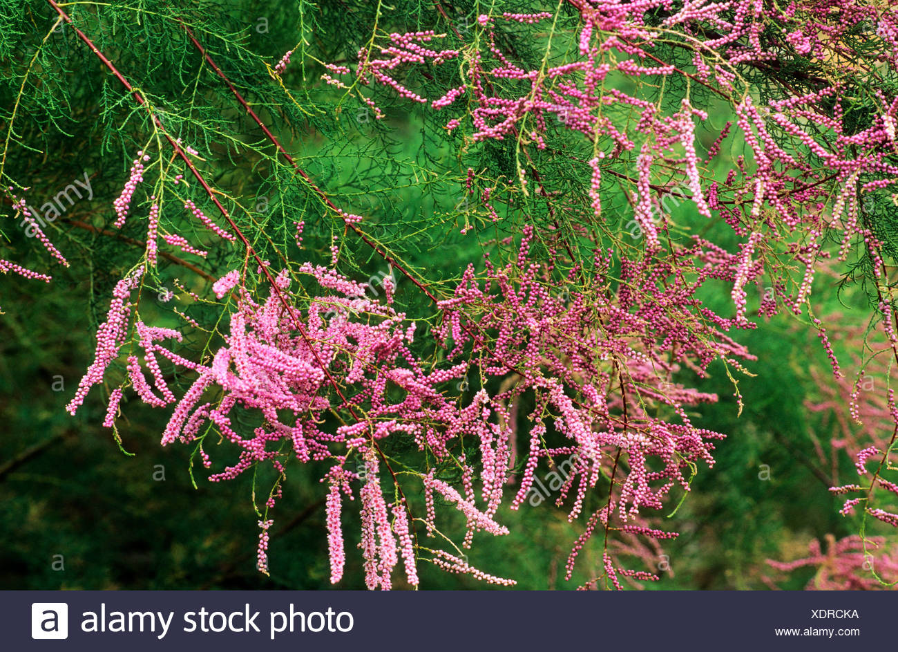 Tamarisk Tree Tamarix Ramosissima High Resolution Stock Photography and ...