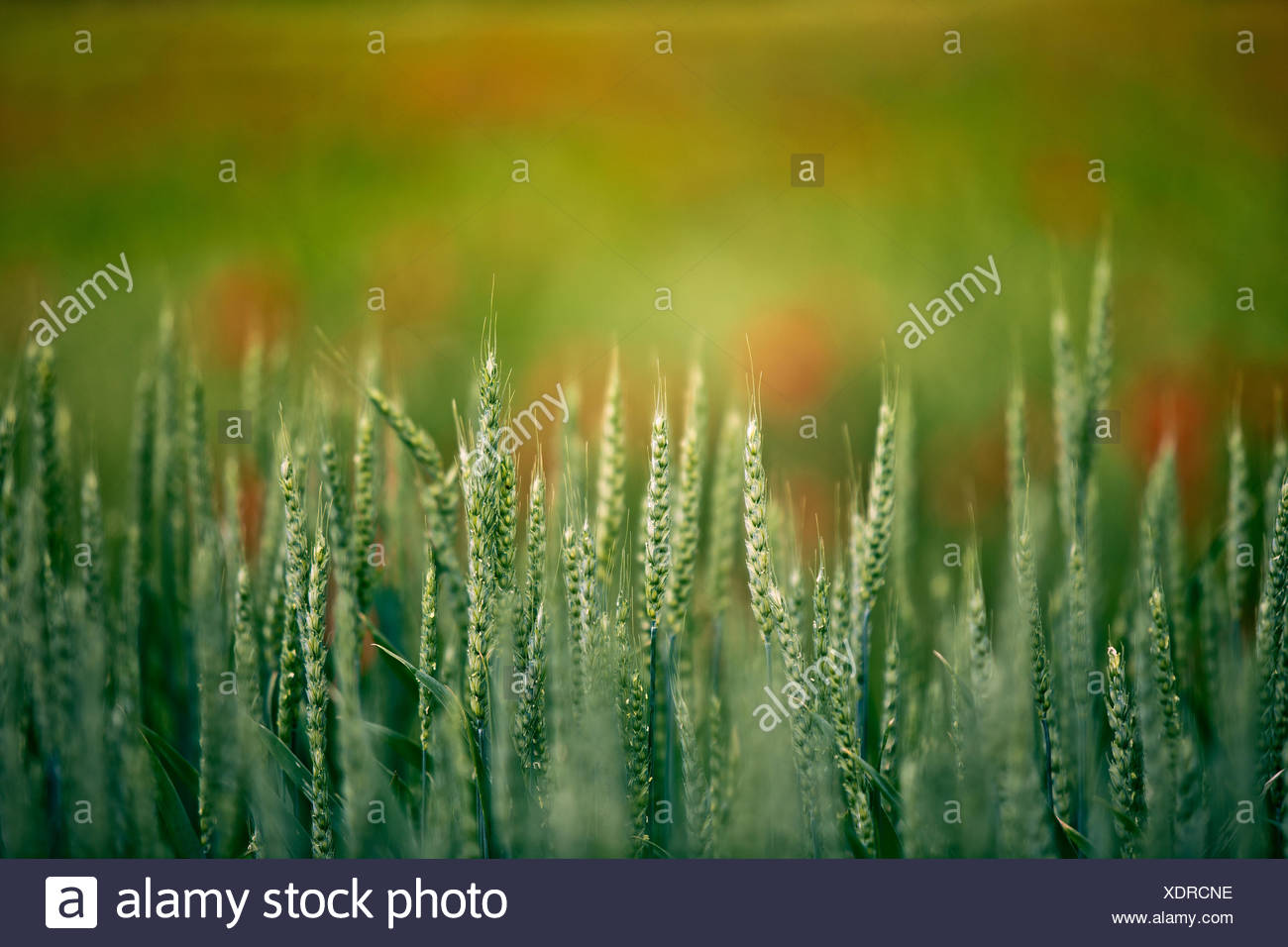 Weizenacker Stock Photos & Weizenacker Stock Images - Alamy