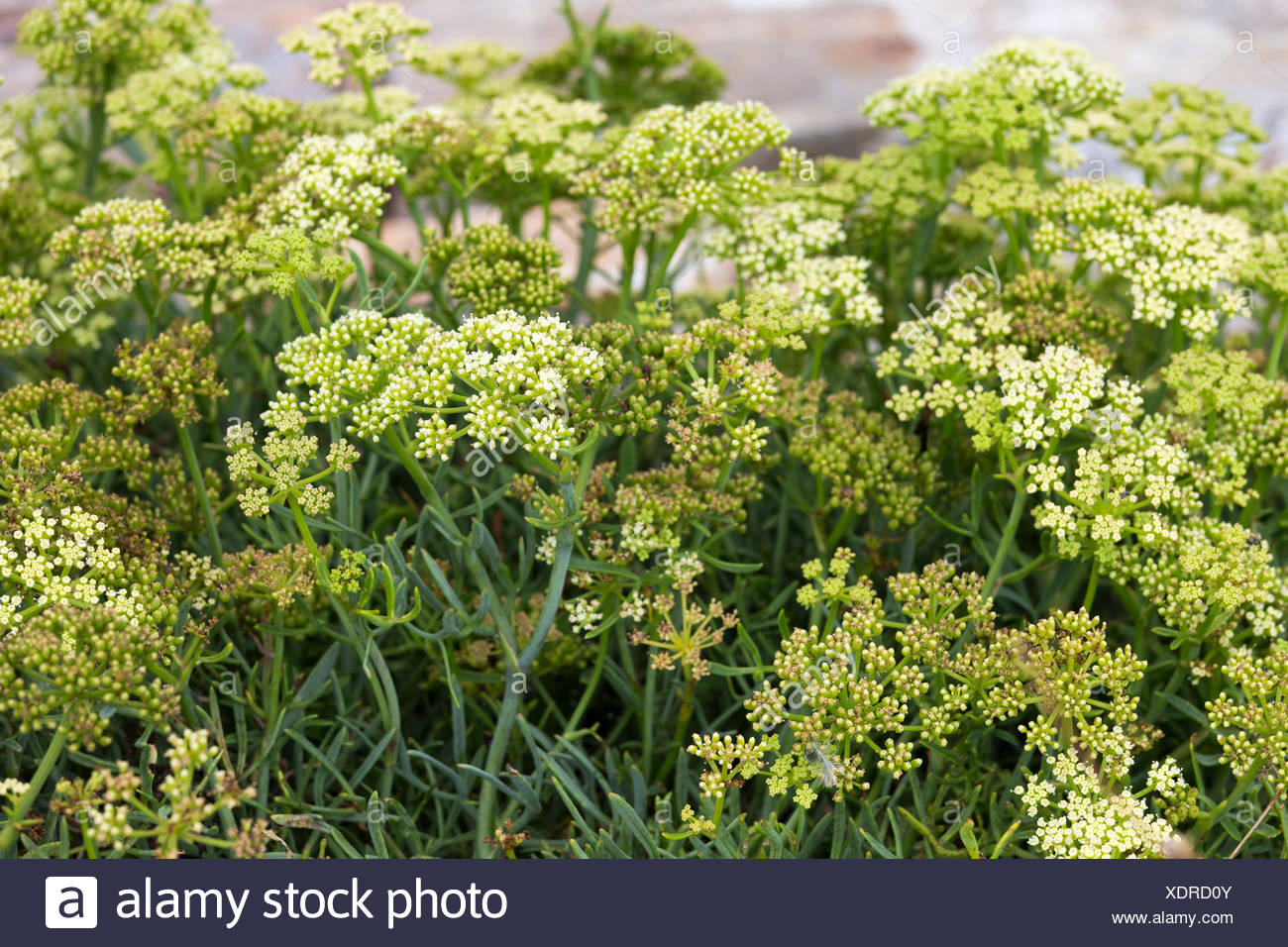 Desert Ephedra High Resolution Stock Photography and Images - Alamy
