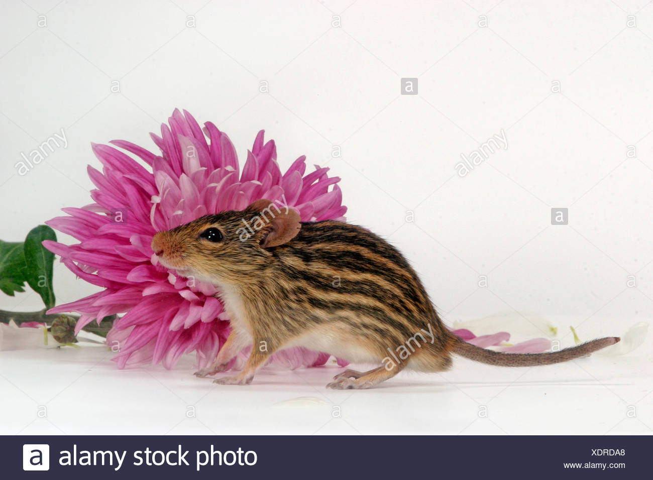 Grasmaus Stock Photos & Grasmaus Stock Images - Alamy