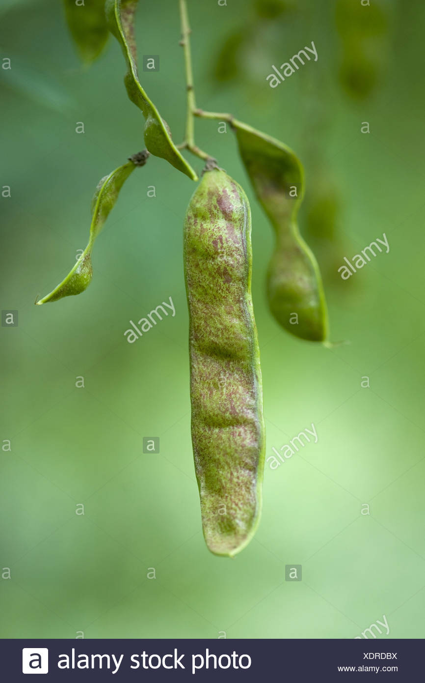 Robinias High Resolution Stock Photography and Images - Alamy