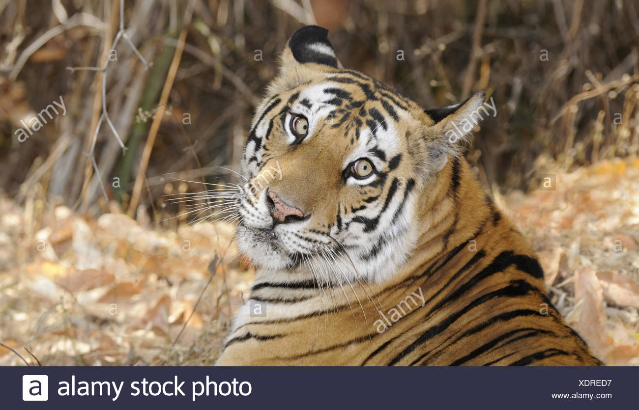 Tiger Panthera Tigris Tigris High Resolution Stock Photography and ...