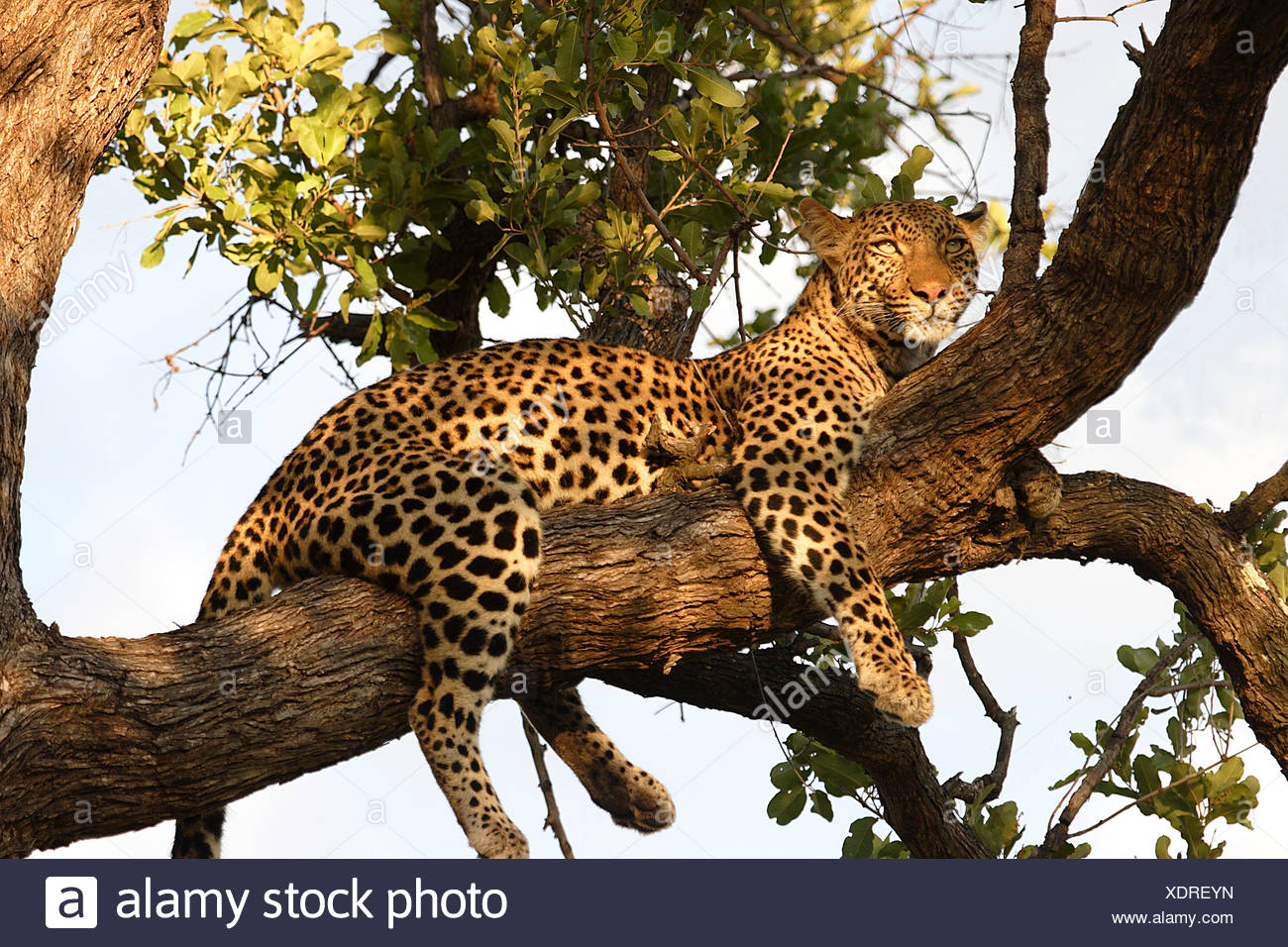 African Leopard Panthera Pardus Relaxing High Resolution Stock ...