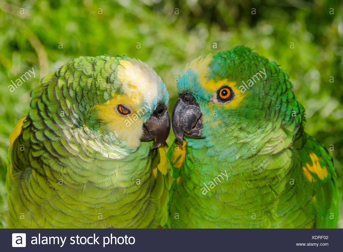 Birds Of Amazon High Resolution Stock Photography and Images - Alamy