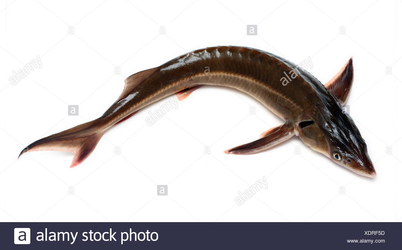 Sterlet Sturgeon High Resolution Stock Photography and Images - Alamy