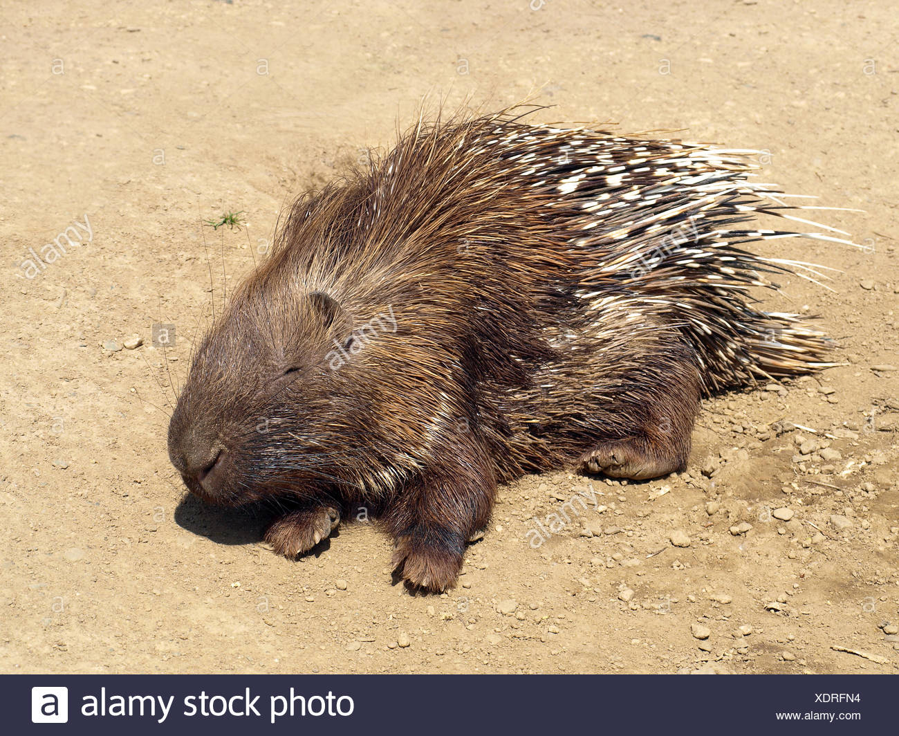 Porcupine Africa High Resolution Stock Photography and Images - Alamy