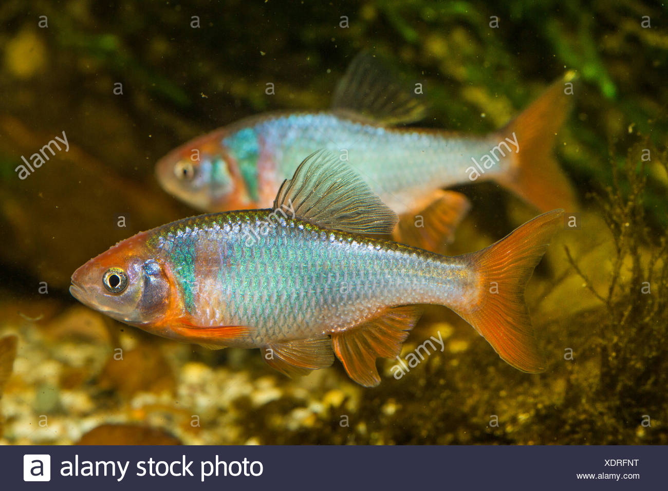 Red Shiner Notropis Lutrensis High Resolution Stock Photography and ...