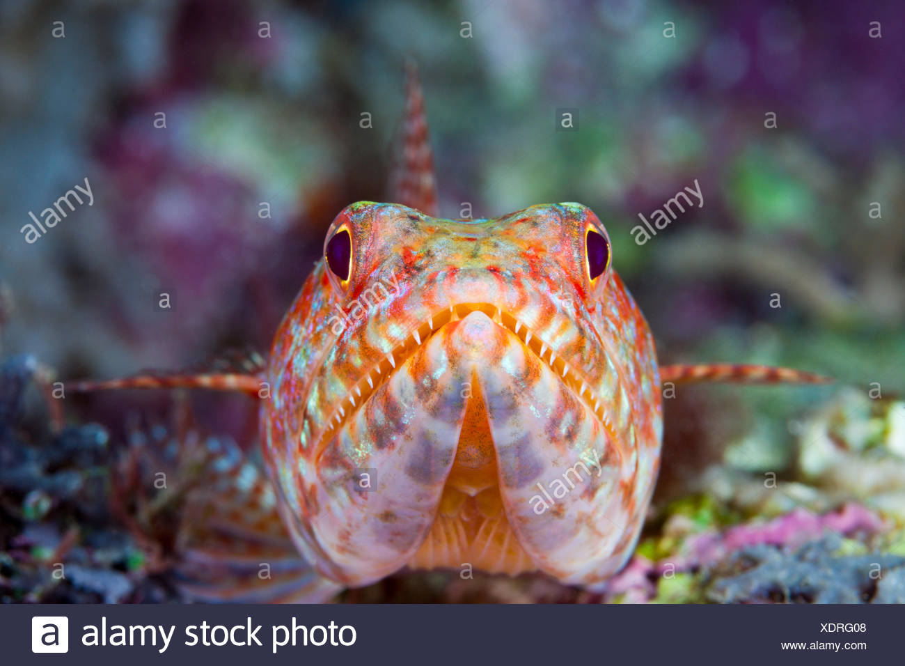 Solomon Fish High Resolution Stock Photography and Images - Alamy