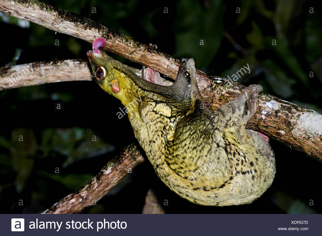 Cynocephalus Variegatus High Resolution Stock Photography and Images ...