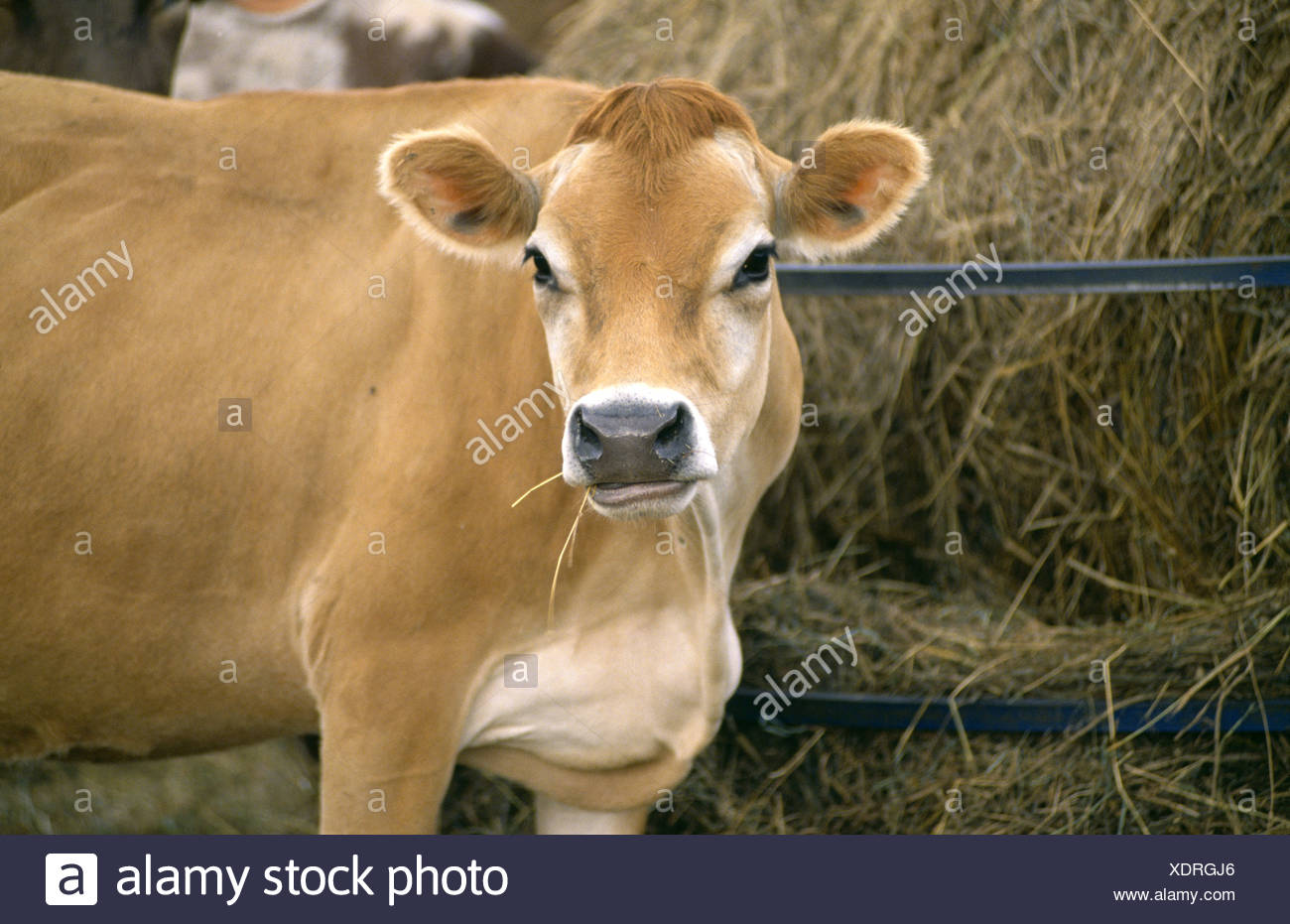 Cow Chewing Cud High Resolution Stock Photography and Images - Alamy