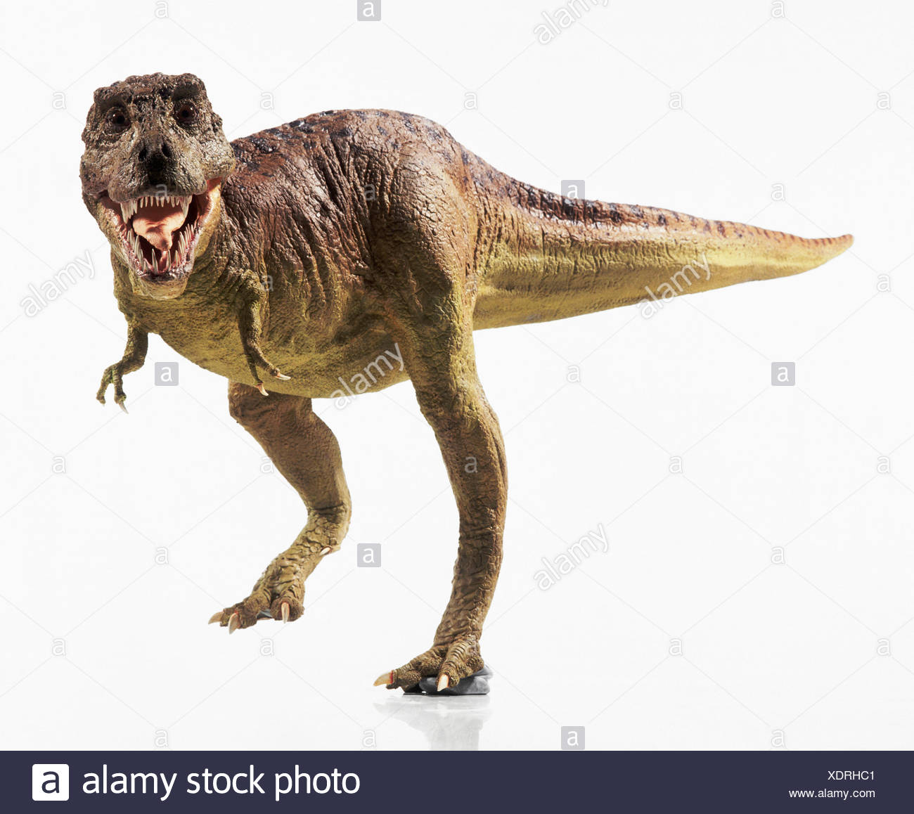 Carnosaur High Resolution Stock Photography and Images - Alamy