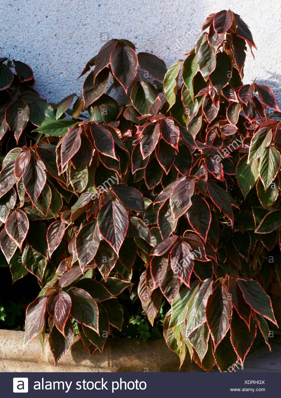 Wilkesiana Stock Photos & Wilkesiana Stock Images - Alamy