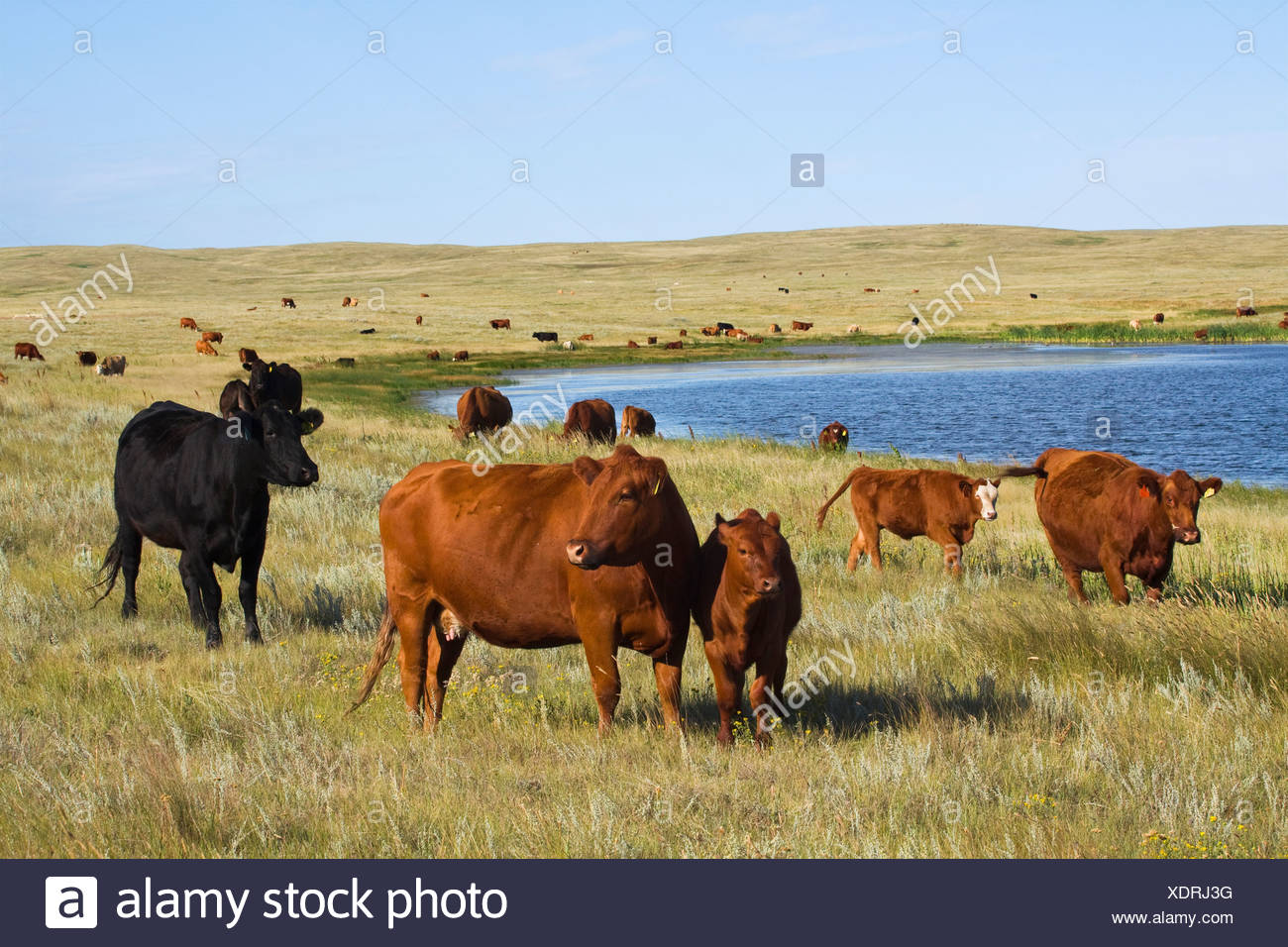 Native Cows High Resolution Stock Photography and Images - Alamy