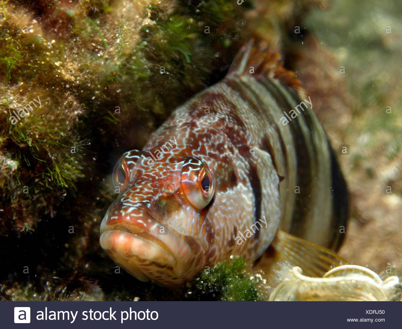 Comber Fish Serranus Cabrilla High Resolution Stock Photography and ...