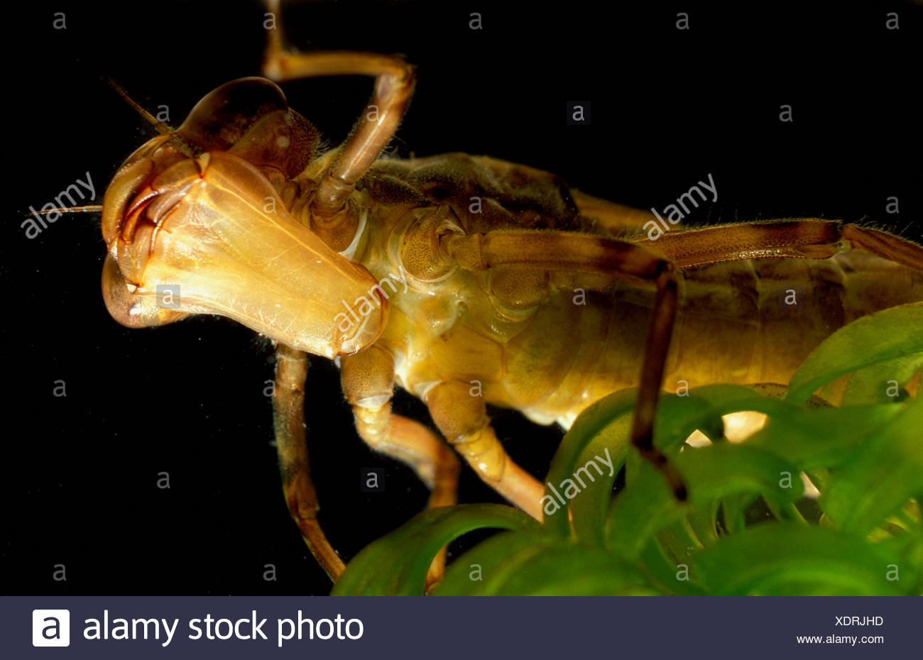 Dragonfly Larvae High Resolution Stock Photography and Images - Alamy