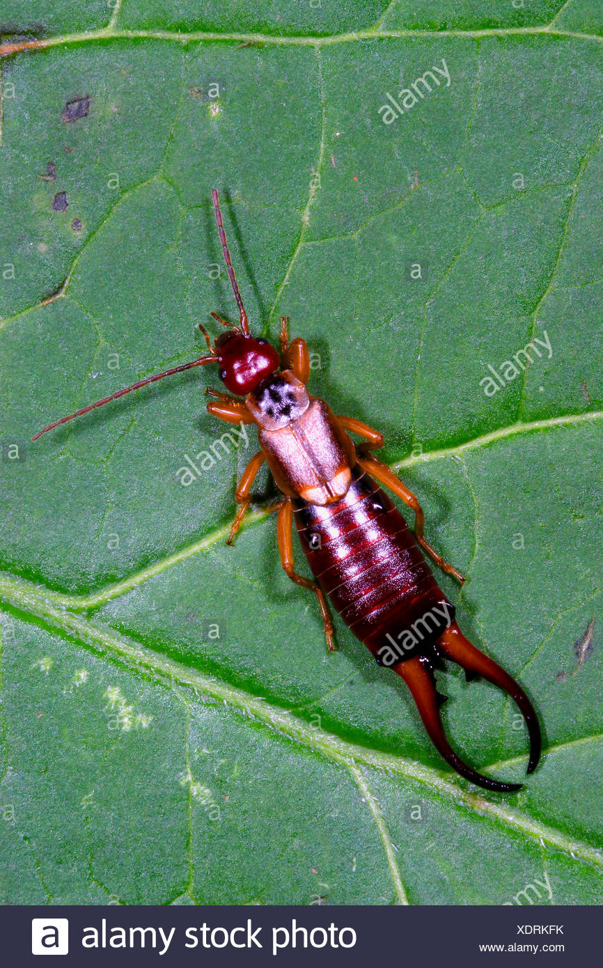 Earwig Insect High Resolution Stock Photography and Images - Alamy