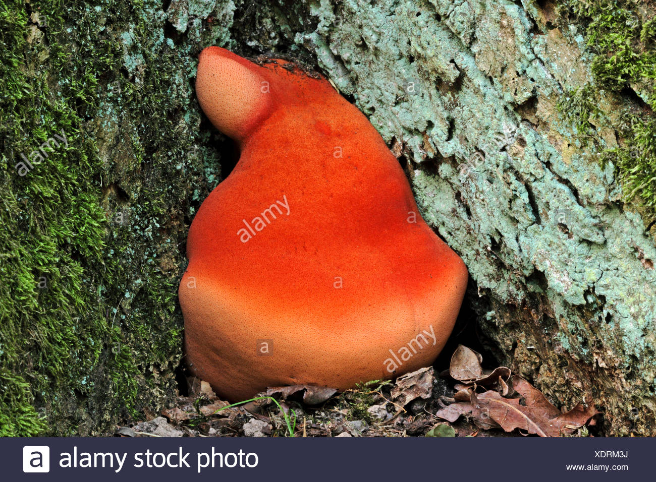 Fistulina Hepatica Stock Photos & Fistulina Hepatica Stock Images - Alamy