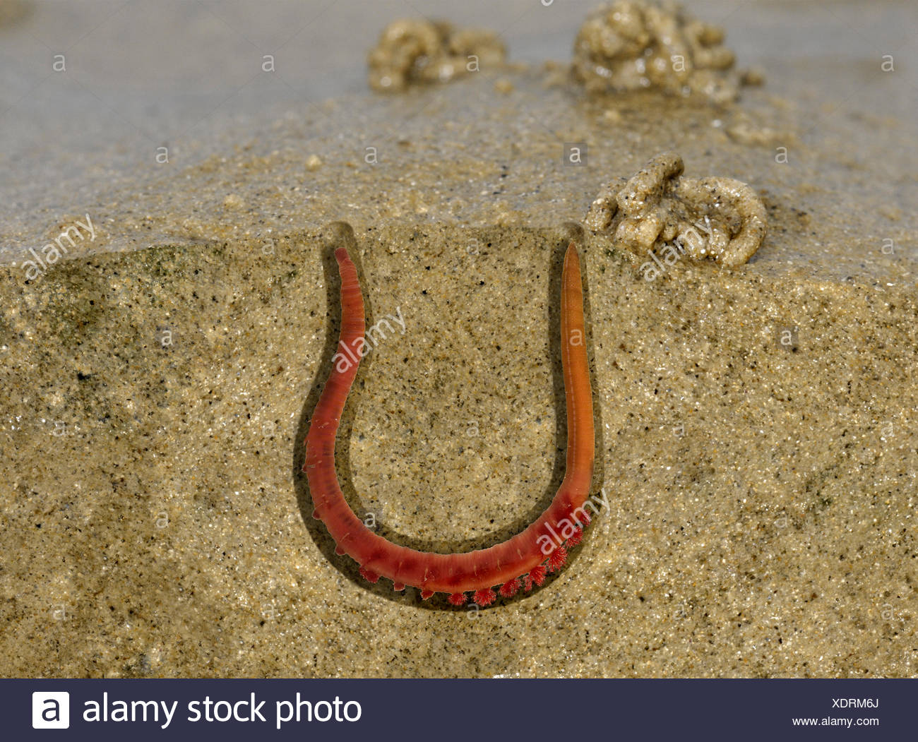 Arenicola Marina Stock Photos & Arenicola Marina Stock Images - Alamy