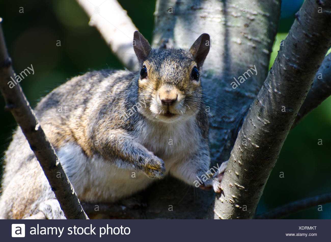 Frightened Squirrel High Resolution Stock Photography and Images - Alamy