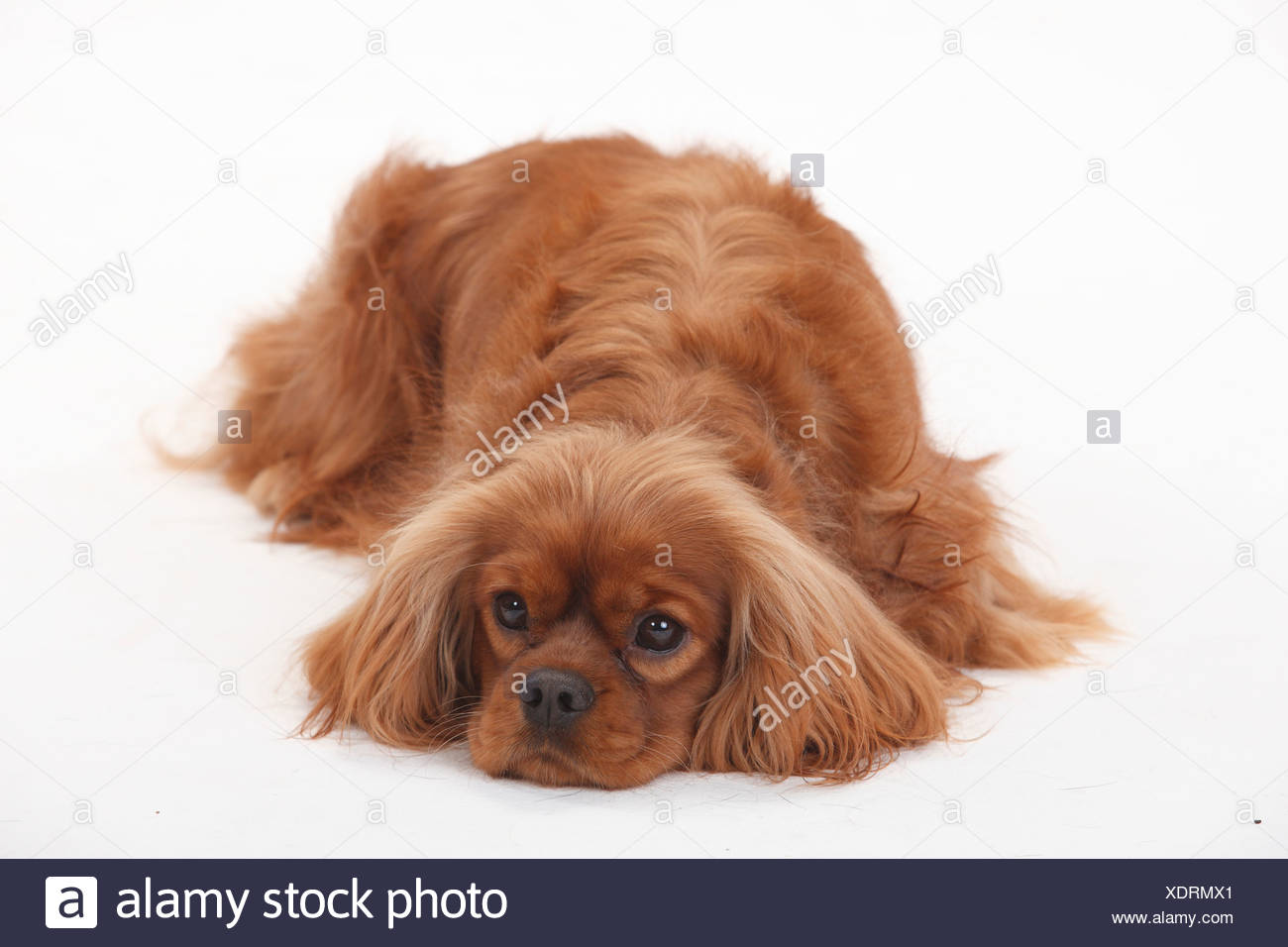 Ruby Cavalier King Charles Spaniel High Resolution Stock Photography ...