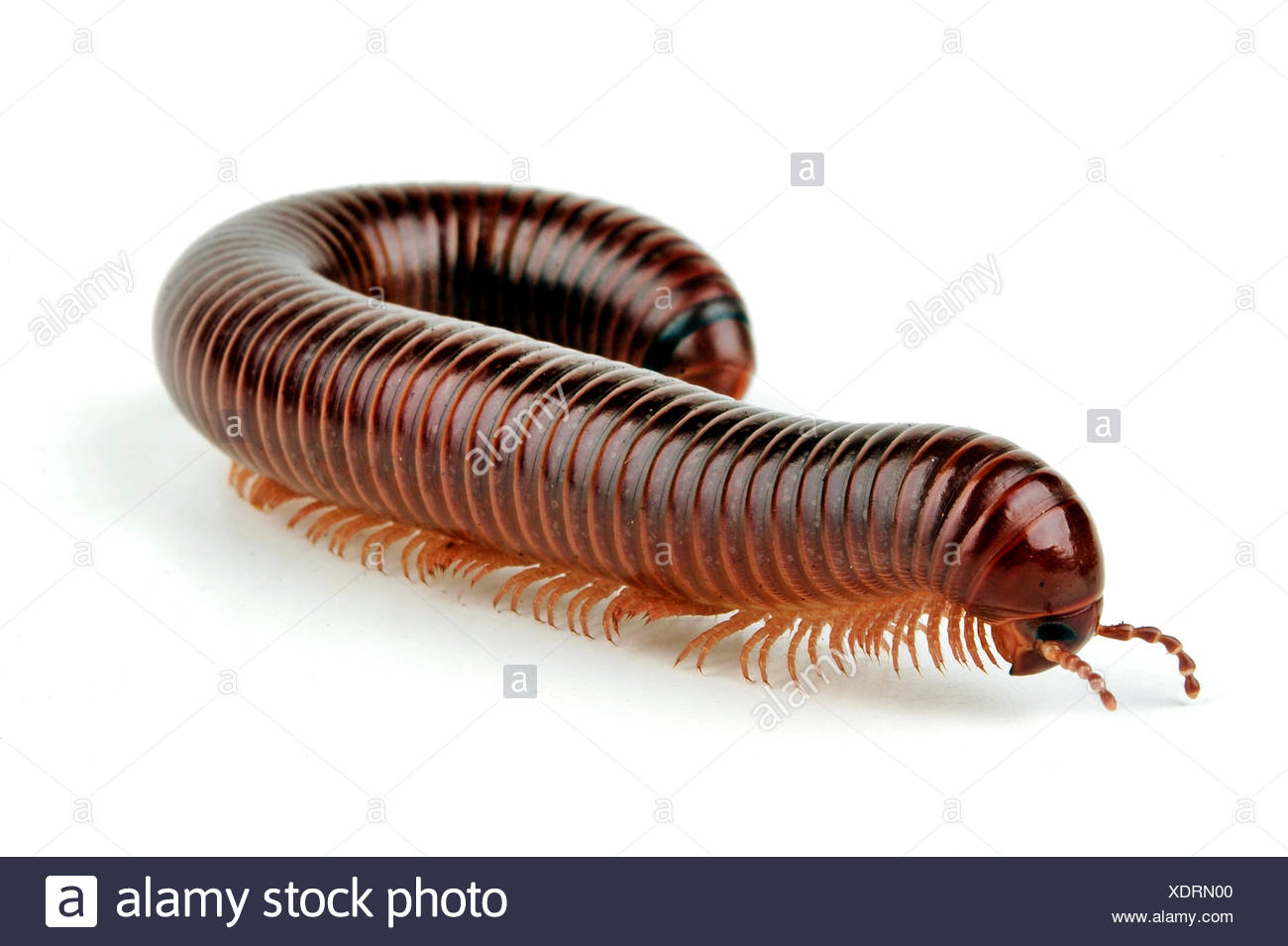 Myriapodian High Resolution Stock Photography and Images - Alamy