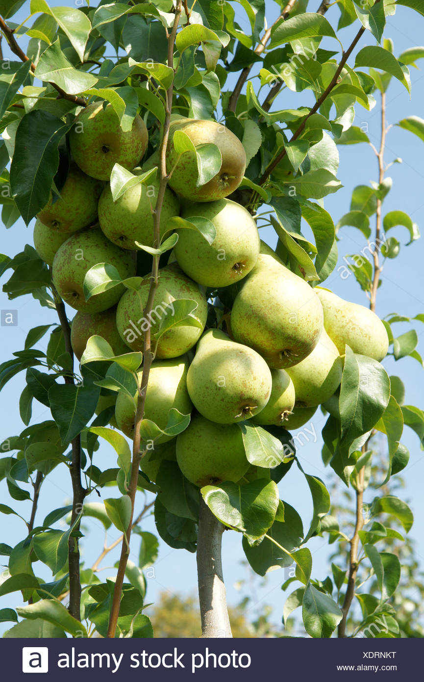 Conference Pear Tree Stock Photos & Conference Pear Tree Stock Images ...