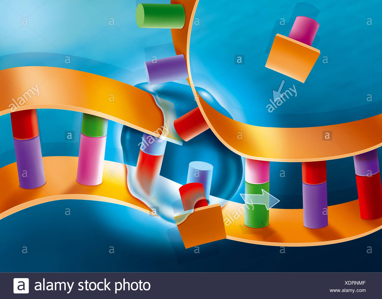 Dna Polymerase Replication High Resolution Stock Photography and Images ...
