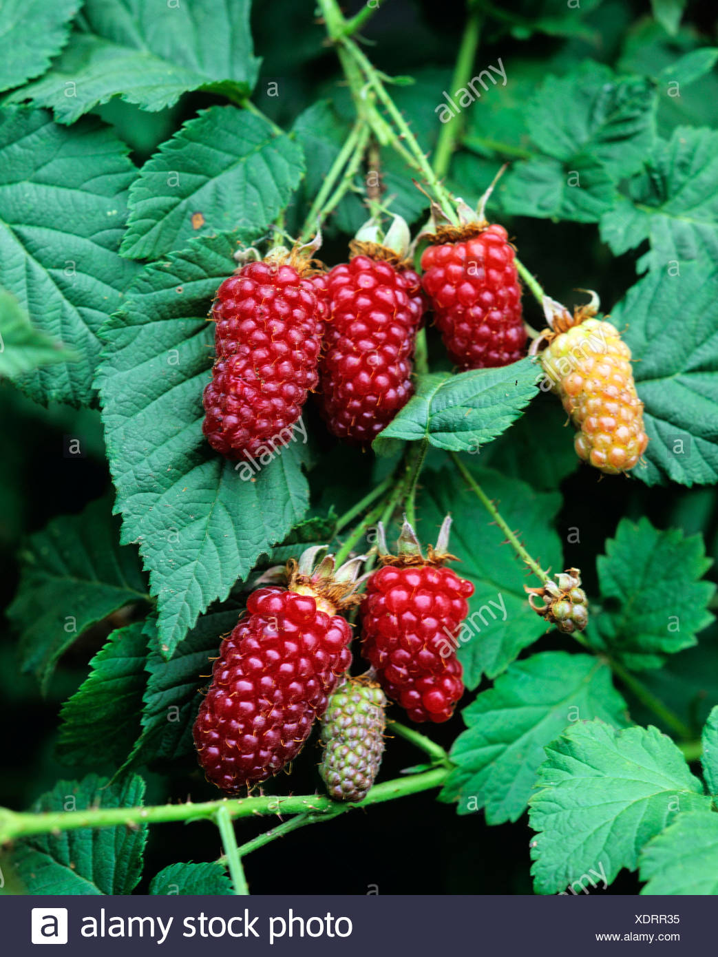Tayberries Stock Photos & Tayberries Stock Images - Alamy