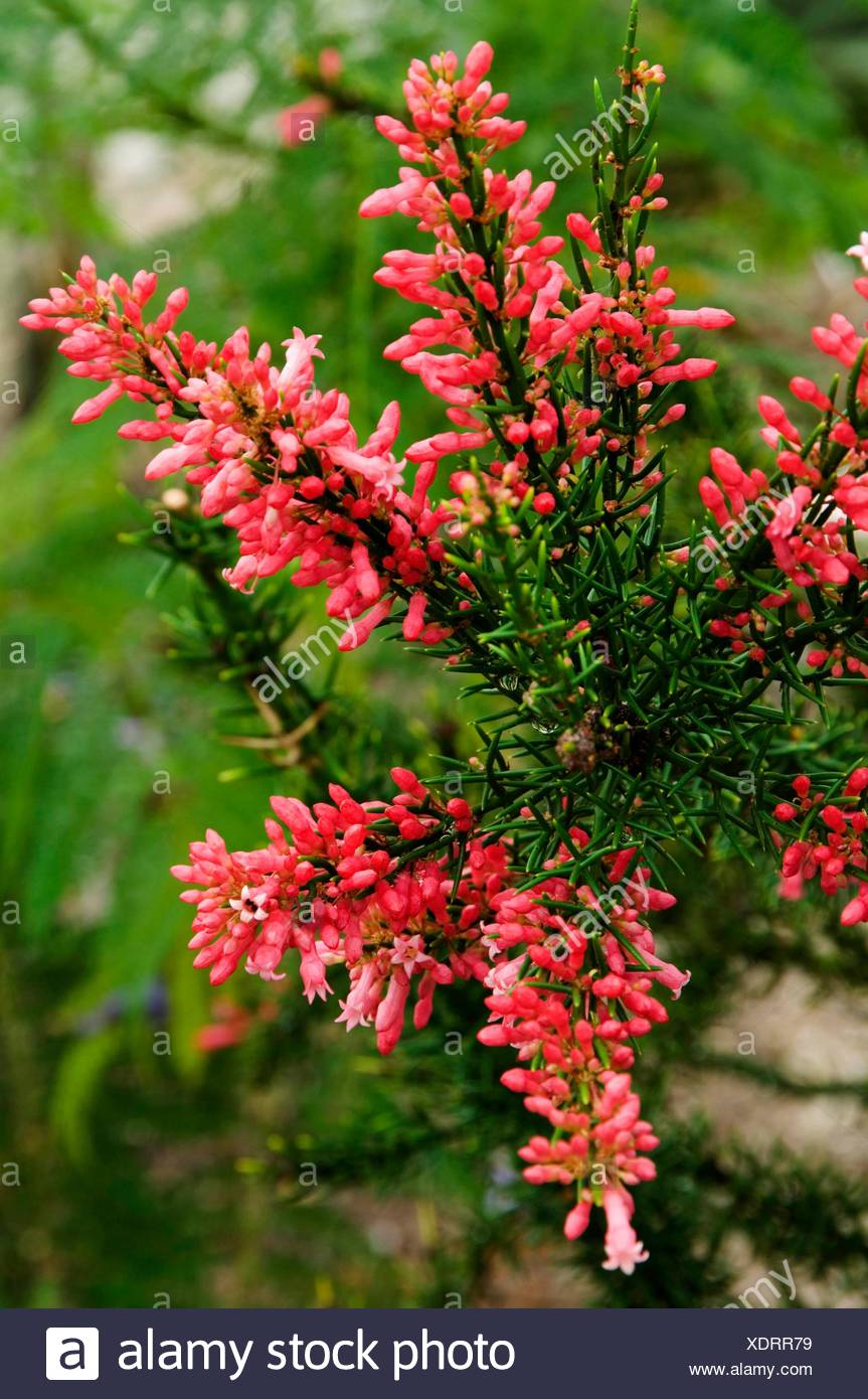 Colletia High Resolution Stock Photography and Images - Alamy