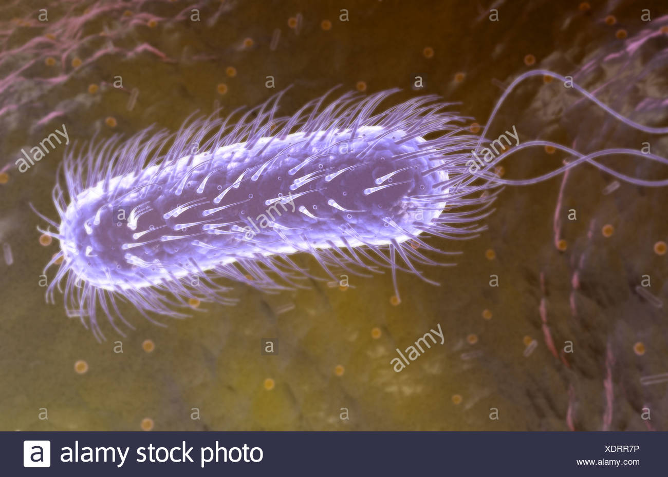 H Pylori High Resolution Stock Photography and Images - Alamy