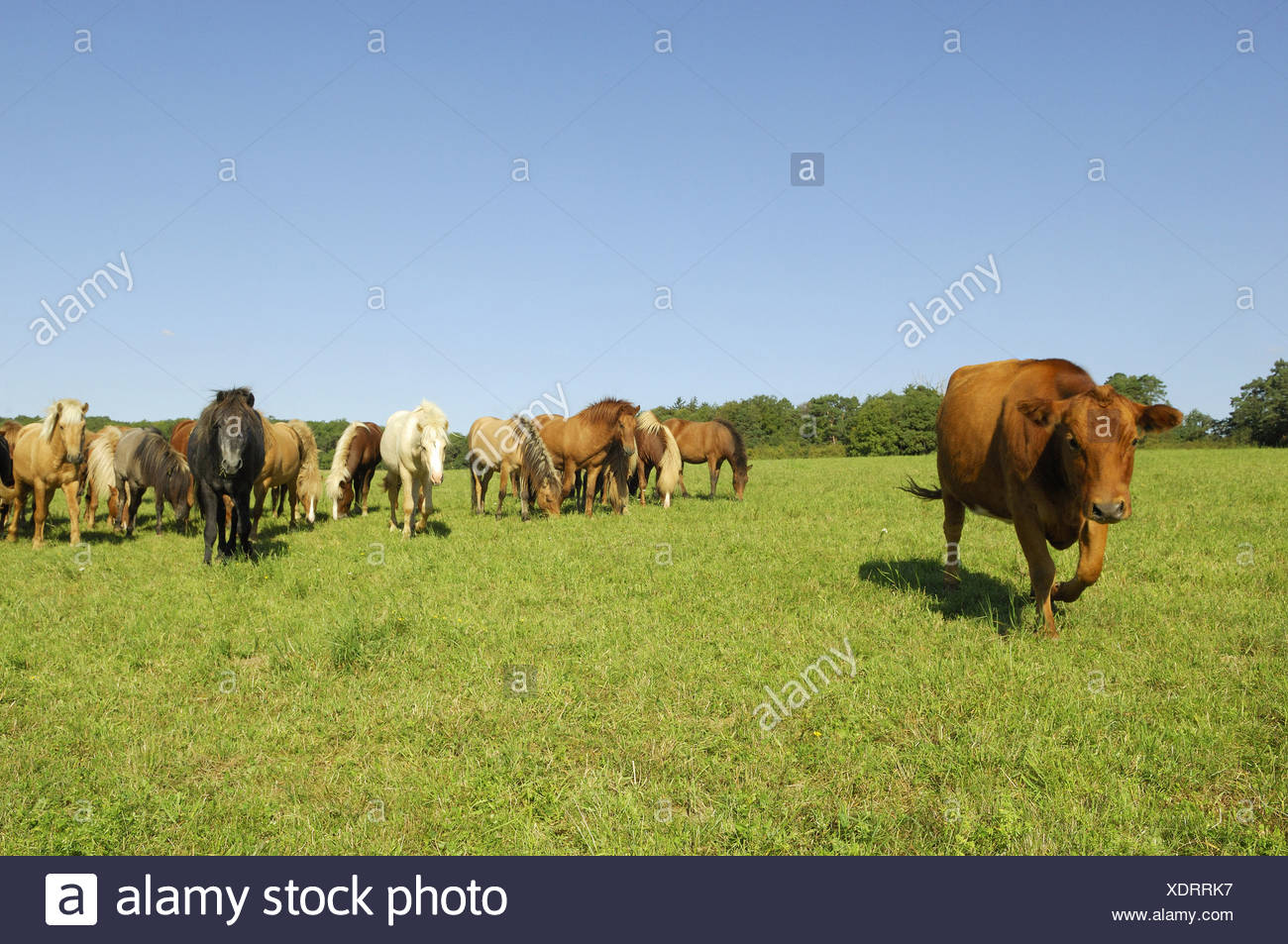 Icelandic Cow Stock Photos & Icelandic Cow Stock Images - Alamy