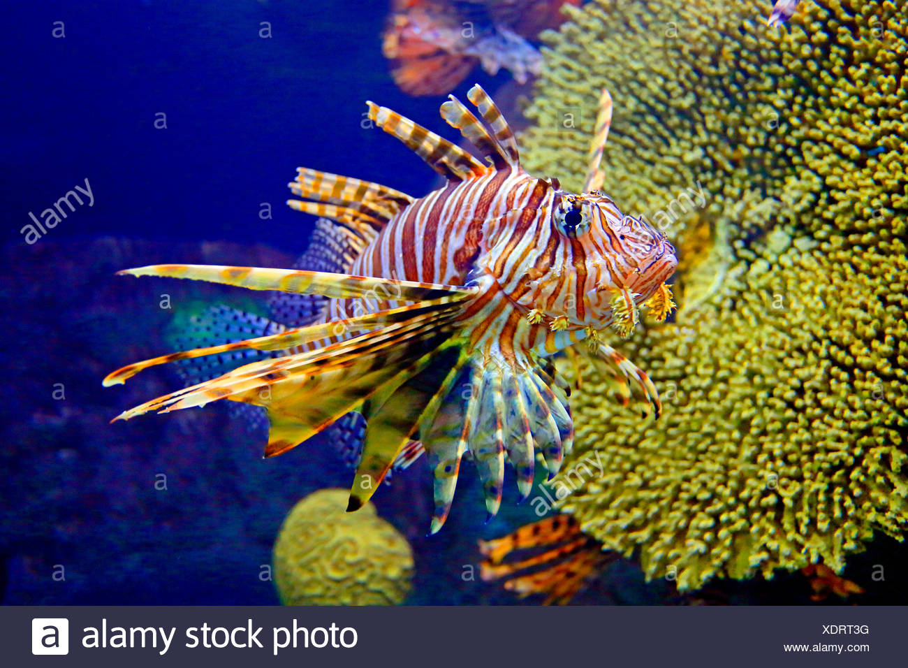 Firefishes High Resolution Stock Photography and Images - Alamy