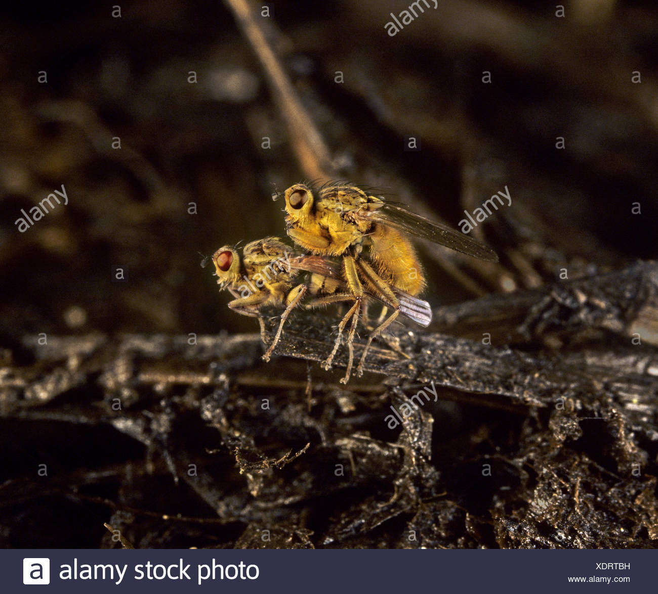 Fly Mating High Resolution Stock Photography and Images - Alamy