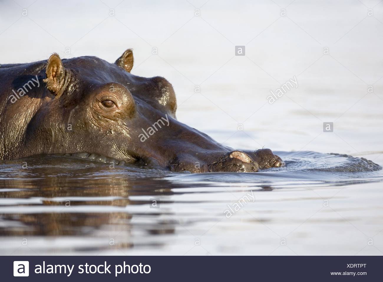 Hippo Bath High Resolution Stock Photography and Images - Alamy