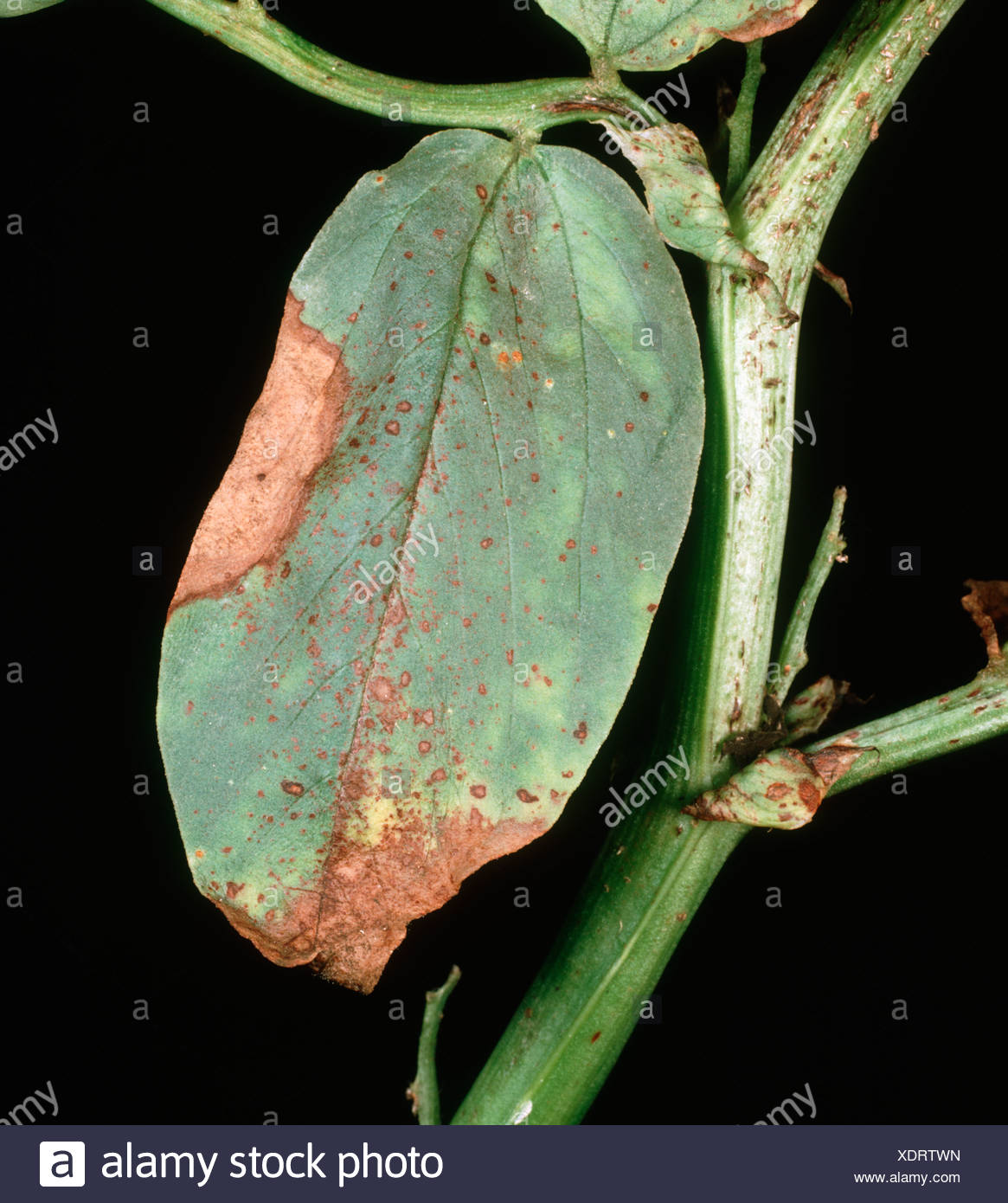 Faba Bean Disease Stock Photos & Faba Bean Disease Stock Images - Alamy