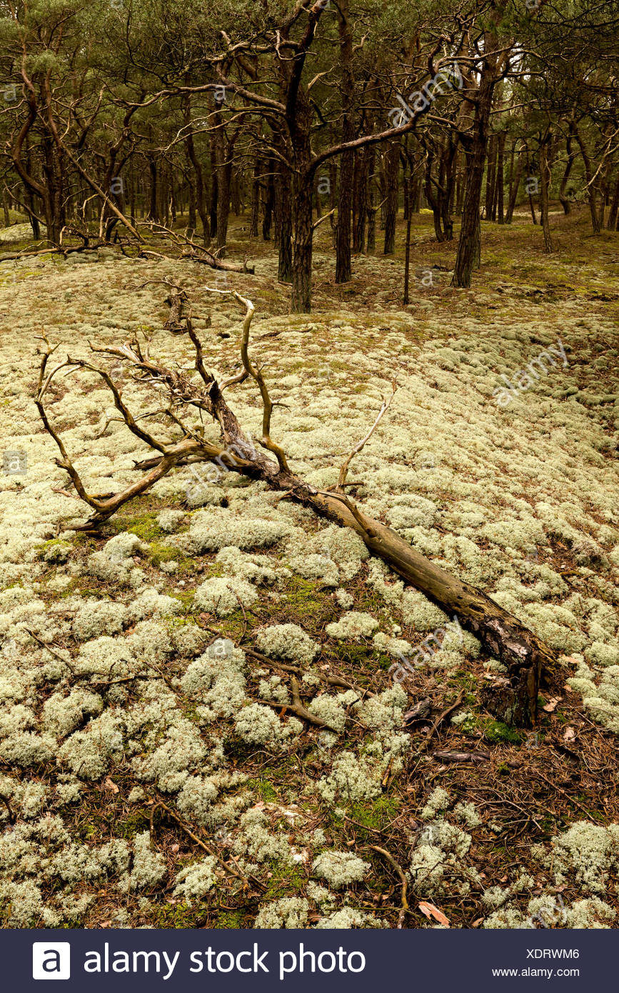 Lichens On Tree High Resolution Stock Photography and Images - Alamy