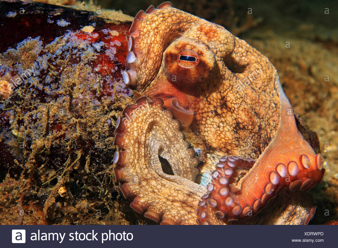 Octopus Jar High Resolution Stock Photography and Images - Alamy