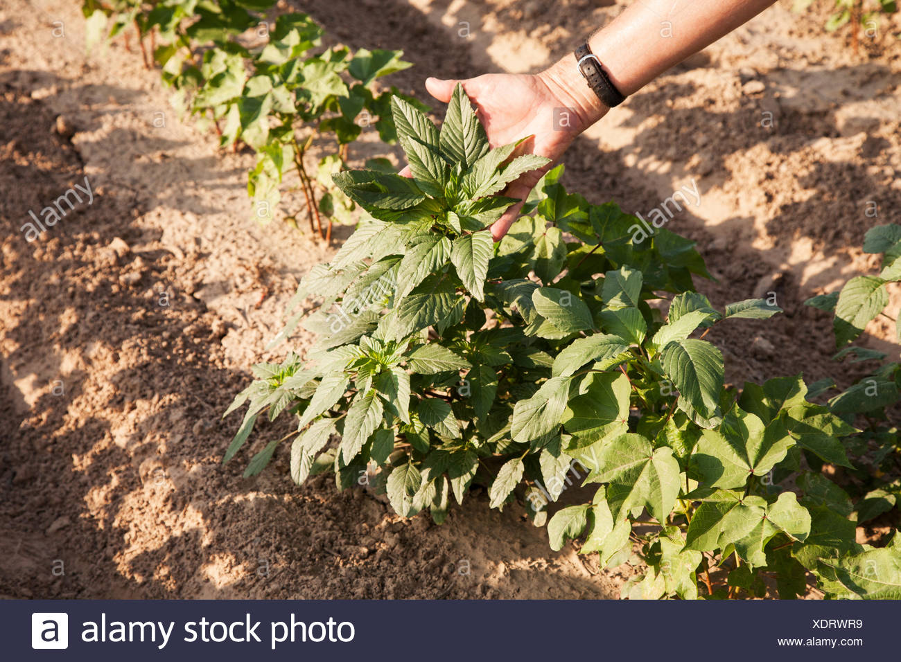 Herbicide Field Weed High Resolution Stock Photography and Images - Alamy