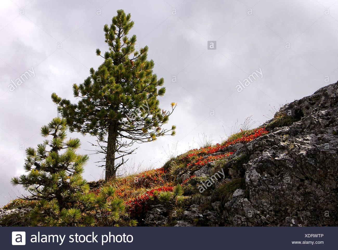 Pines Pinus Uncinata High Resolution Stock Photography and Images - Alamy