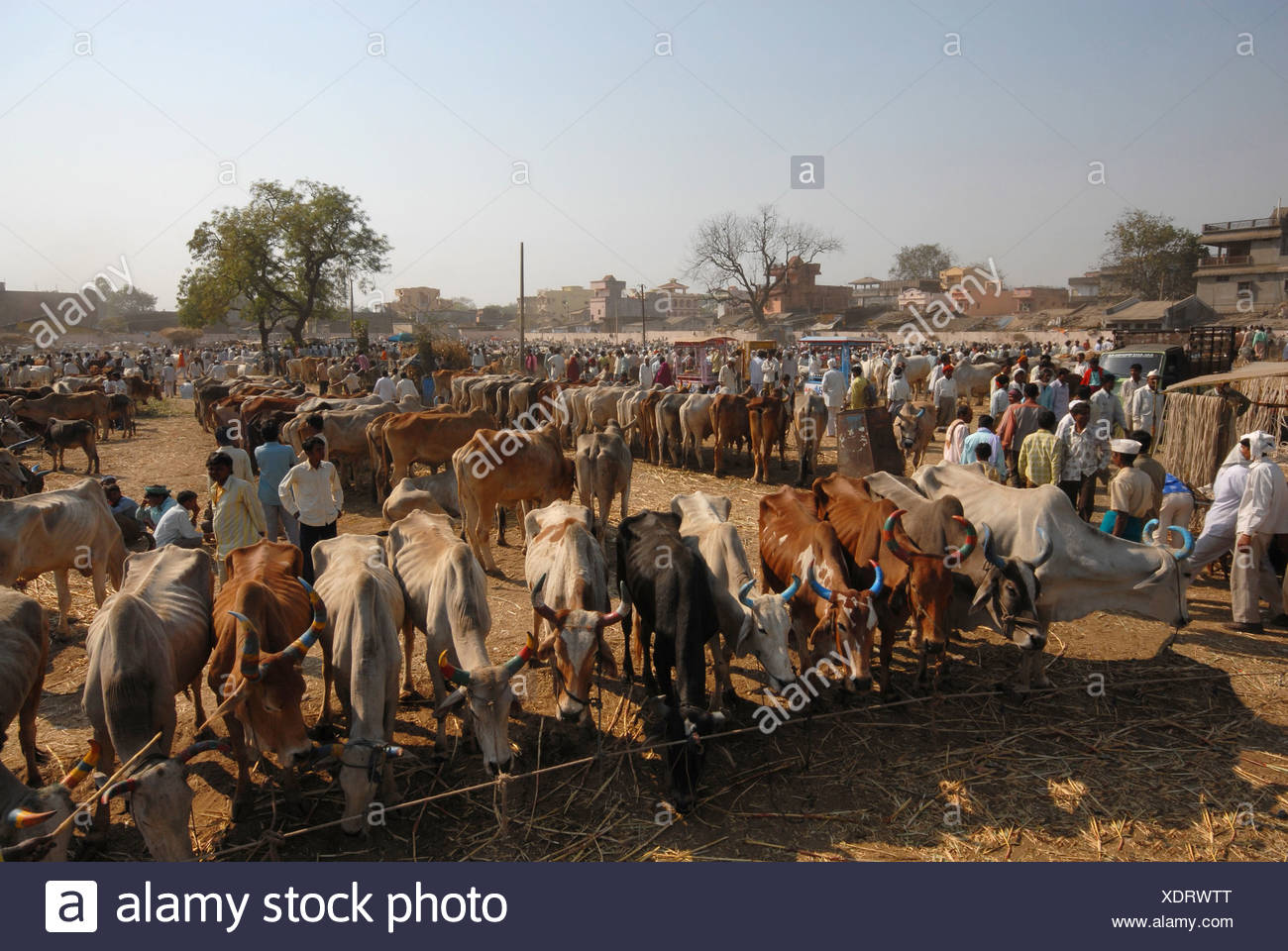 Cattle Market Stock Photos & Cattle Market Stock Images - Alamy