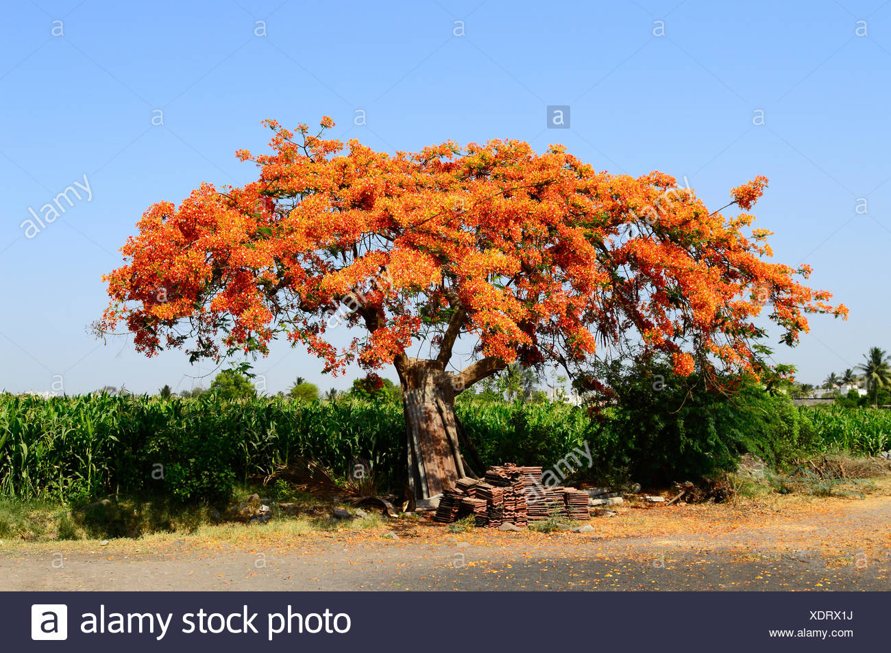 Delonix Tree Branch High Resolution Stock Photography and Images - Alamy