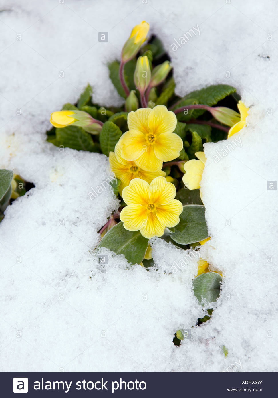Primroses High Resolution Stock Photography and Images - Alamy